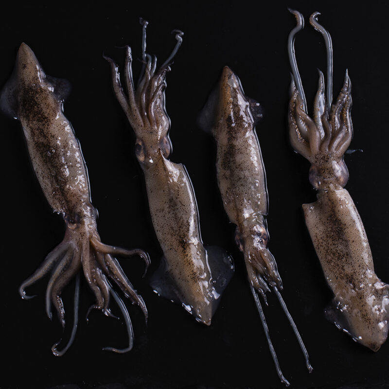 Patagonian Squid – Eurofishlodi.com