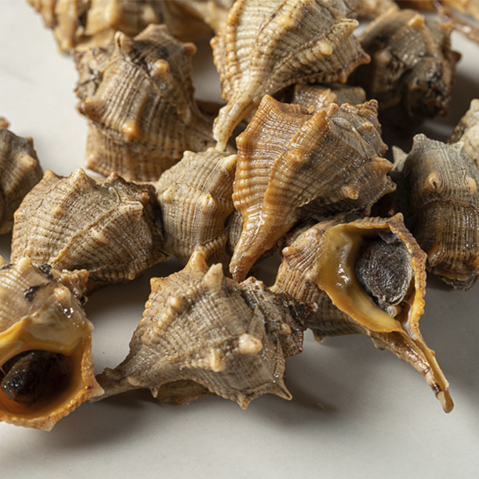 Spiny dye-murex – Eurofishlodi.com