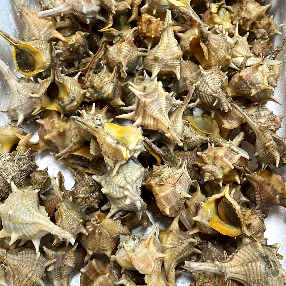 Spiny dye-murex – Eurofishlodi.com